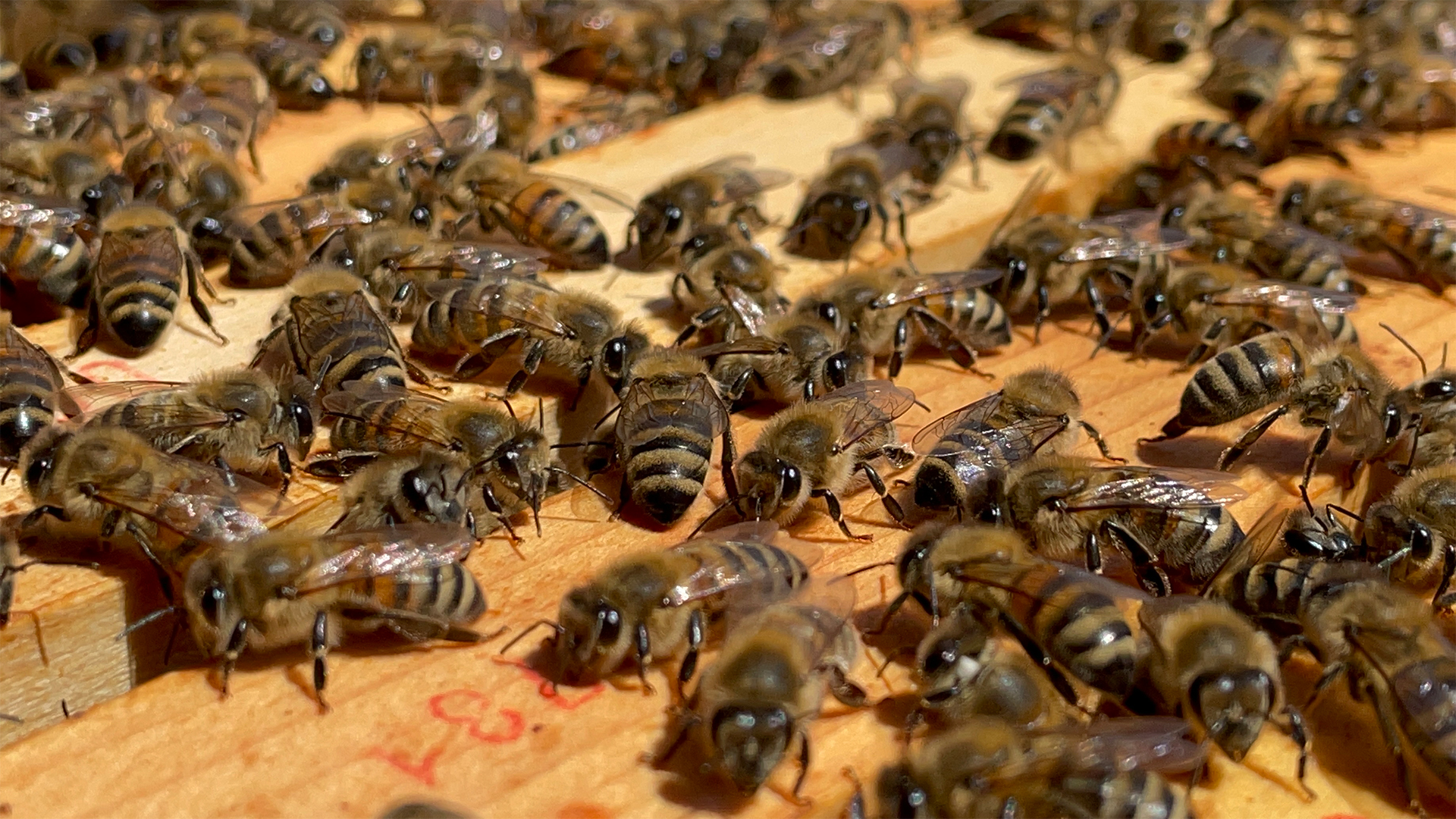 Das Api-Center – The Place to Bee | fenaco Das Api-Center – The Place to Bee | fenaco