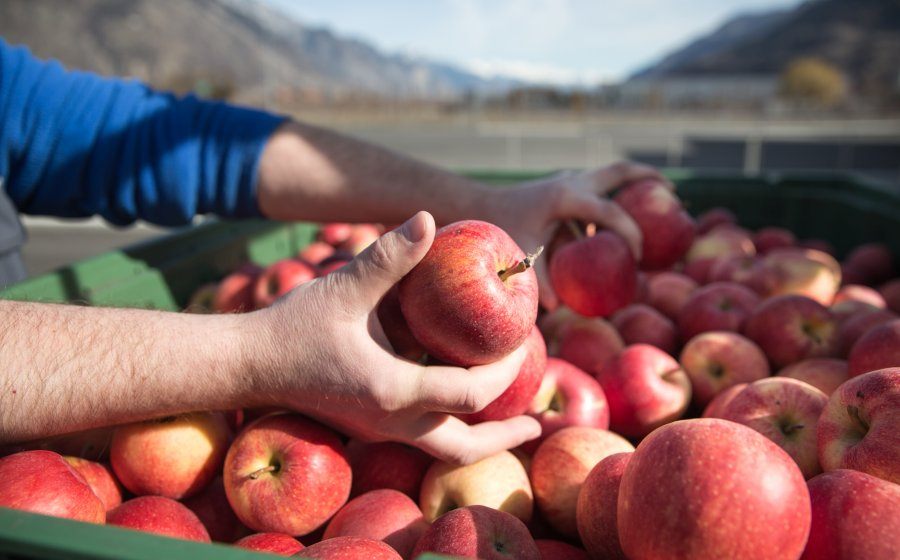 Lieblingsfrucht Apfel: Vom Anbau bis zur Ernte | fenaco